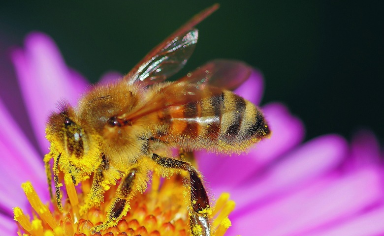 Consumi: -50% miele italiano, sos per arrivo killer delle api